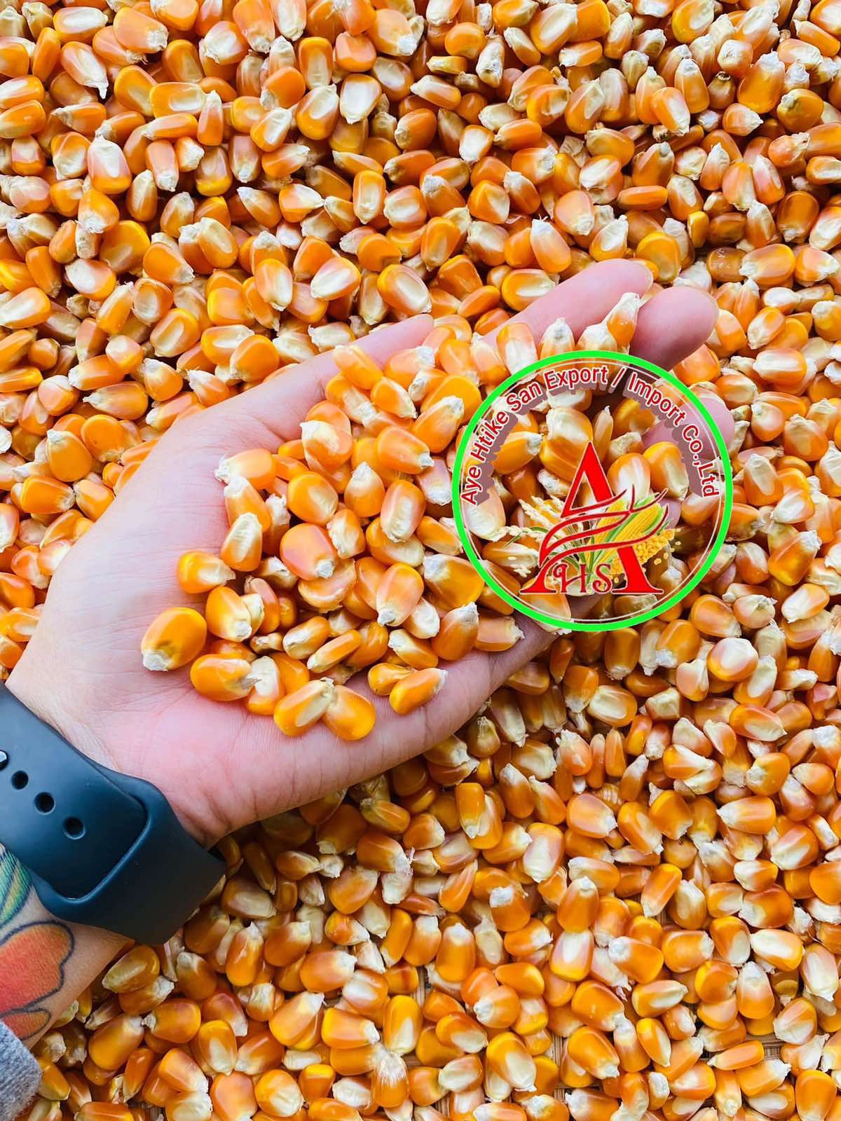 Buy Yellow Maize from Company - Aye Htike San Co.,LTD, Myanmar ...