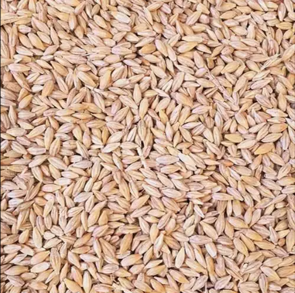 Buy Barley Grains Premium Barley Seeds / Animal Feed Barley from ...