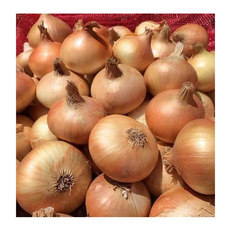 Buy Fresh Onions from Blinky Reinigung, Germany | Tradewheel.com