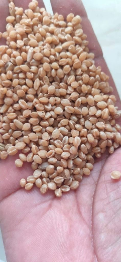 Buy Sona Moti Wheat from Abundant Land Traders, India | Tradewheel.com