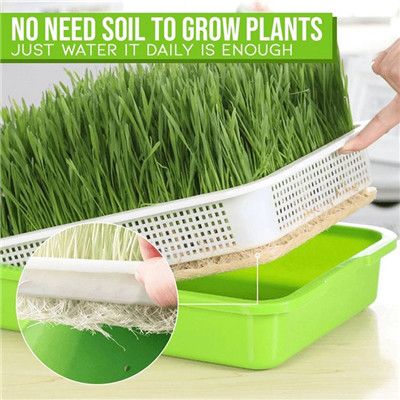 Buy Sprout Growing Trays Plastic Plant Trays Wholesale Microgreen ...