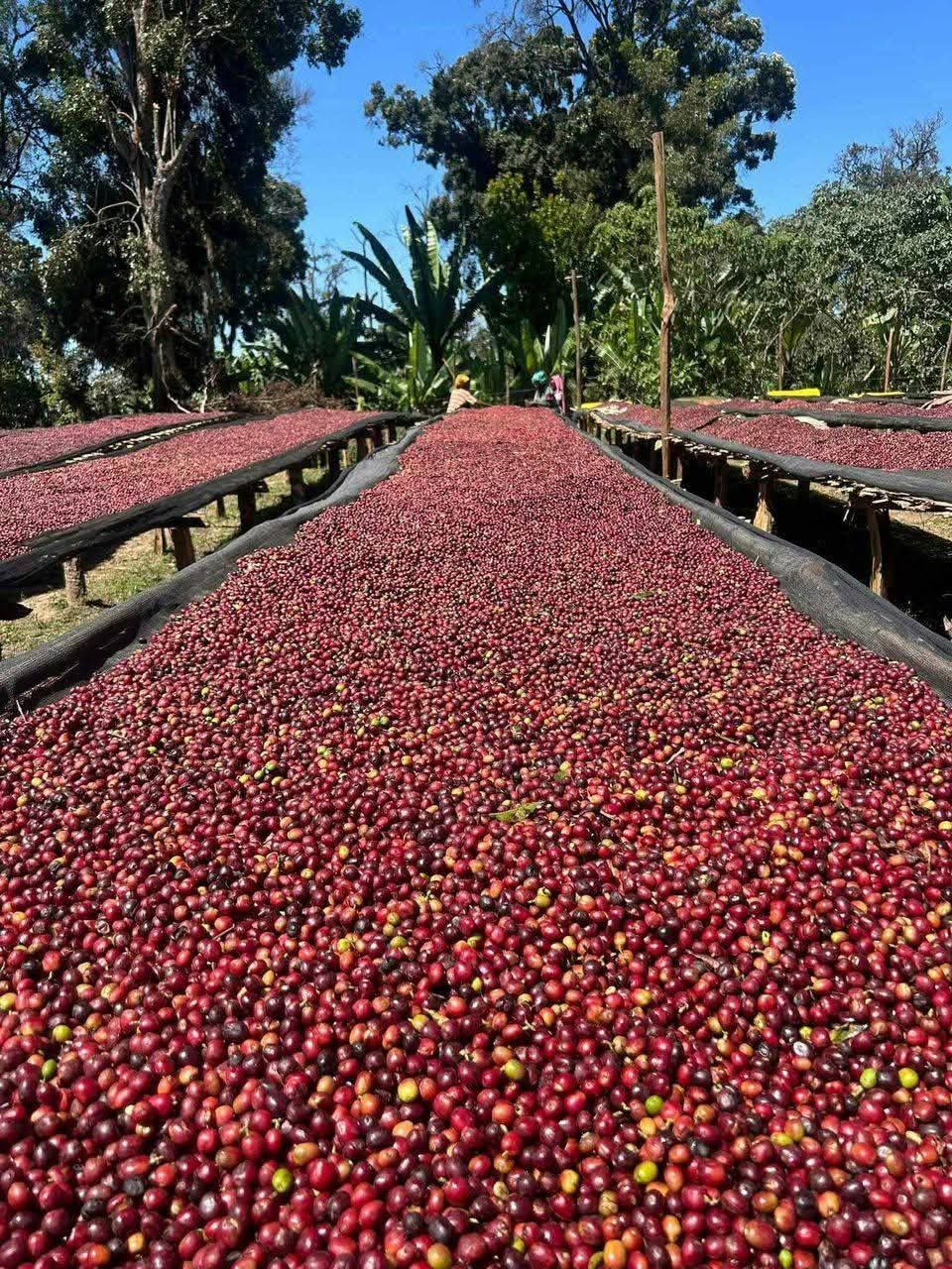 Buy Robusta Coffee Beans Fresh Ground Coffee For Sale from Group 2K ...