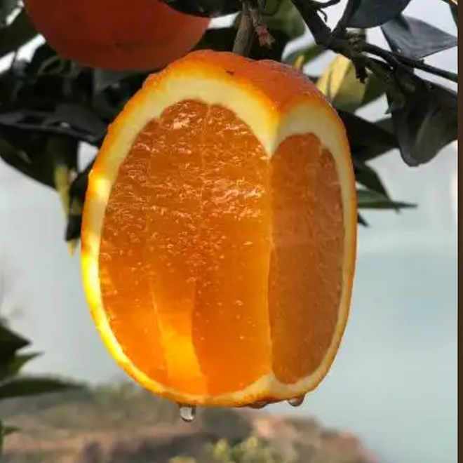 Buy September Red from Yichang Zuoxian Orange Trading Co., Ltd., China ...