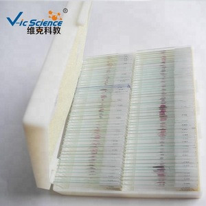 Buy 100 Pieces Of Human Tissue Microscope Slide Set For Teaching ...