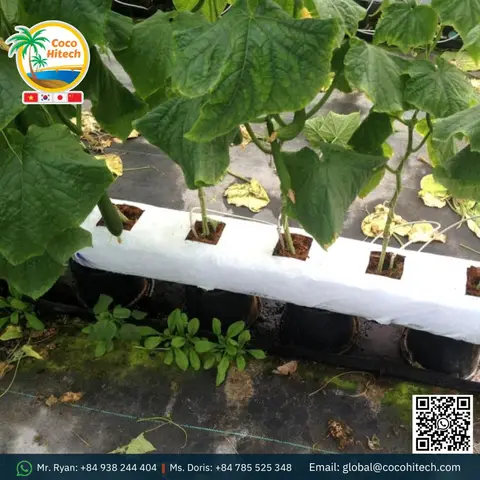 Buy Coco Peat Slabs Of Choice For Growing Strawberries High Quality ...