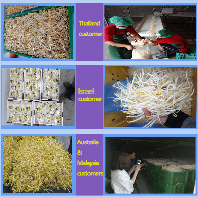 Buy Industrial Automatic Mung Bean Sprout Growing Making Processing ...