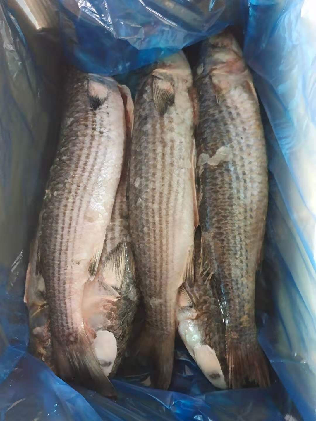 Buy Frozen Grey Mullet Gutted from KAYSAINT INC, China | Tradewheel.com