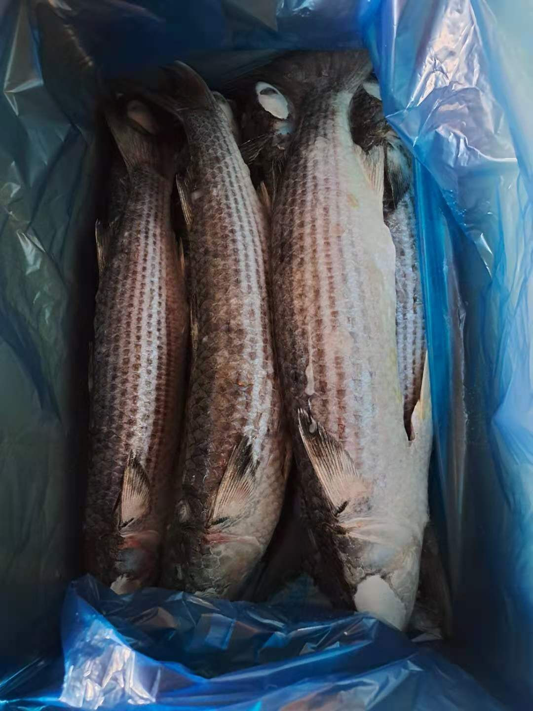 Buy Frozen Grey Mullet Gutted from KAYSAINT INC, China | Tradewheel.com
