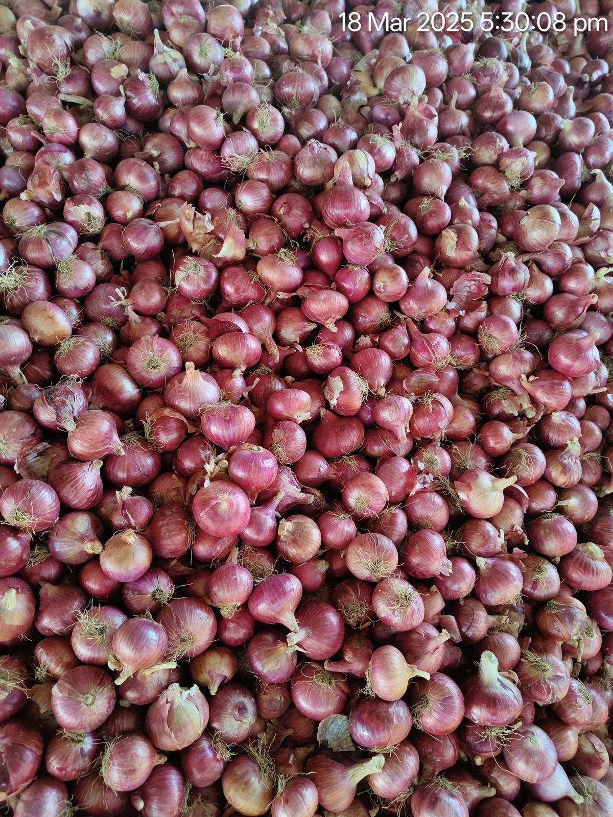 Buy Onion from Ozeal Overseas LLP, India | Tradewheel.com