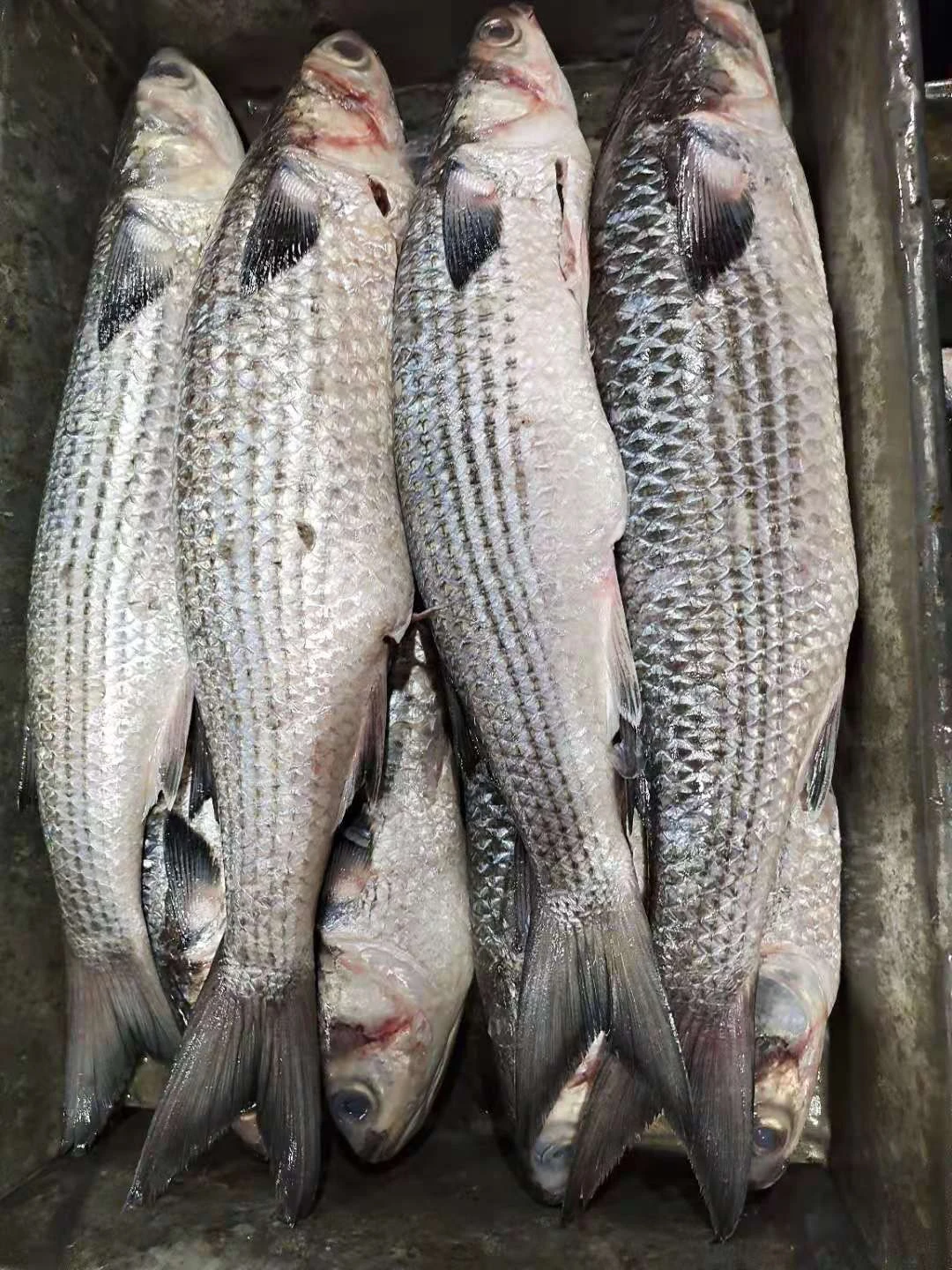 Buy Frozen Grey Mullet Gutted from KAYSAINT INC, China | Tradewheel.com