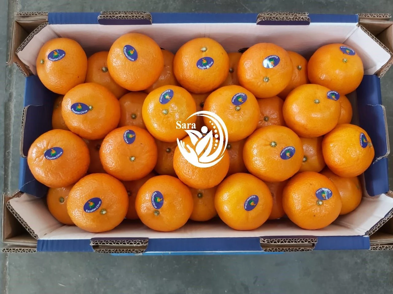 Buy Fresh Mandarin from Elbardy for export, Egypt | Tradewheel.com