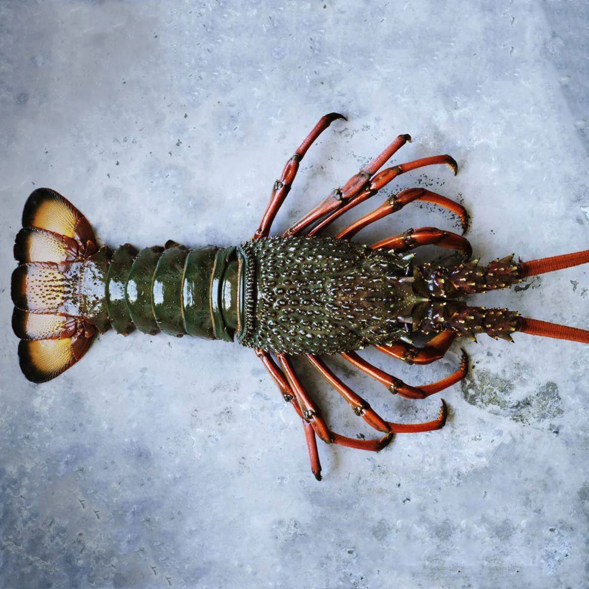 Buy Export Quality Frozen Rock Lobster Whole Spiny Lobster Tail ...