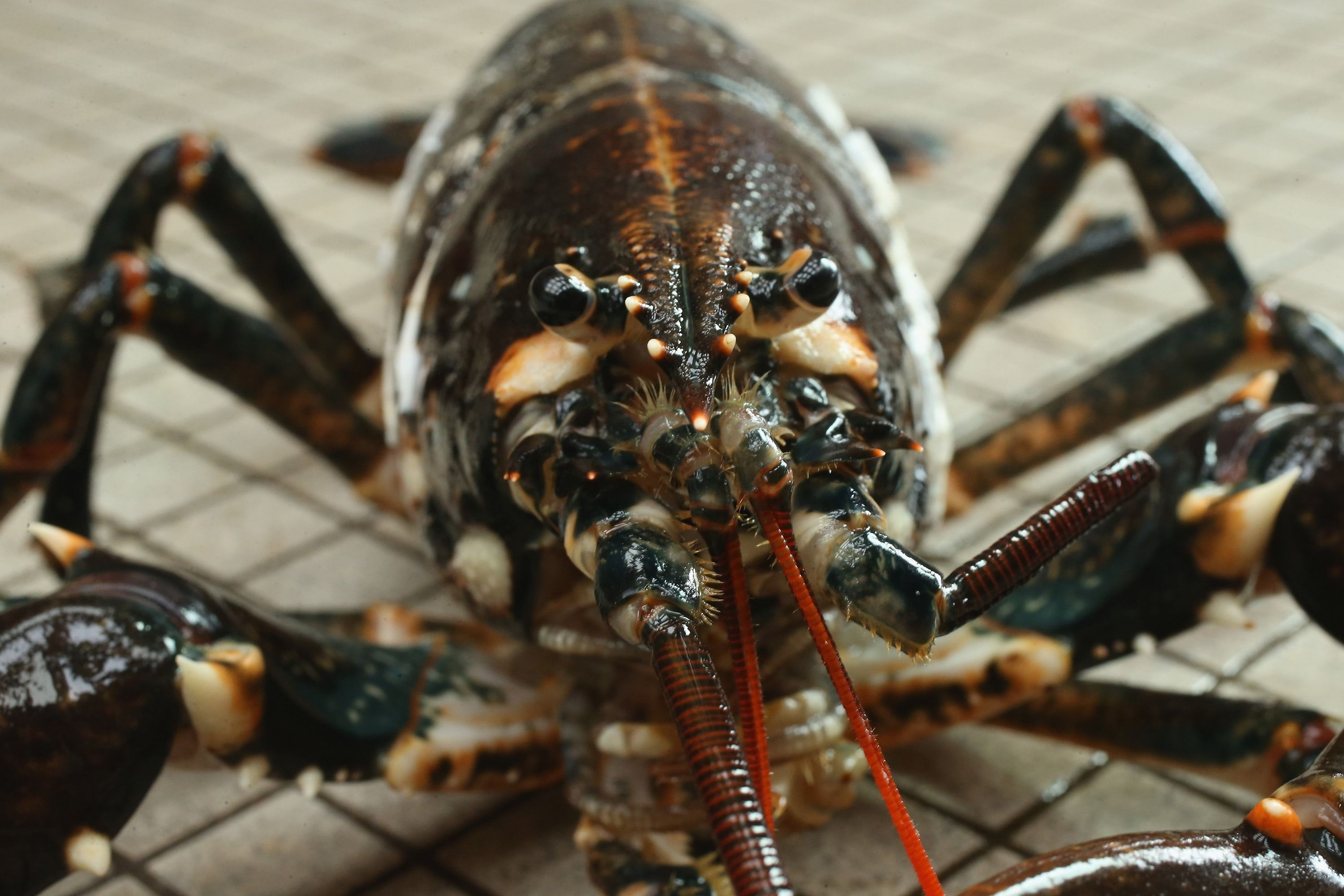Buy Export Quality Frozen Rock Lobster Whole Spiny Lobster Tail ...