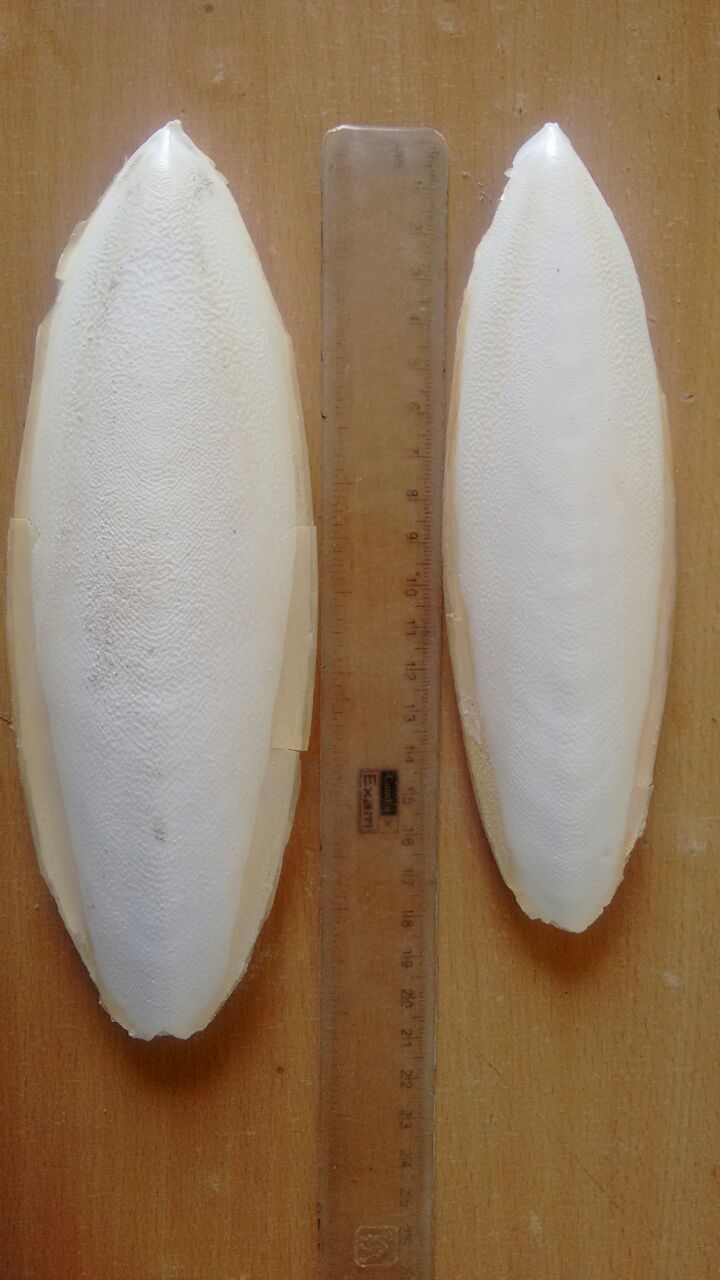 Buy Cuttlefish Bones from SVM EXPORTS, India | Tradewheel.com
