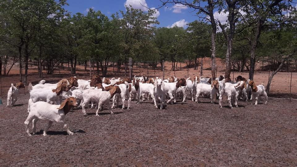Buy Pure Breed Boer Goats / Live Boer Goats Male/ Female / Live Sheep, from MM Lesh Trading ...