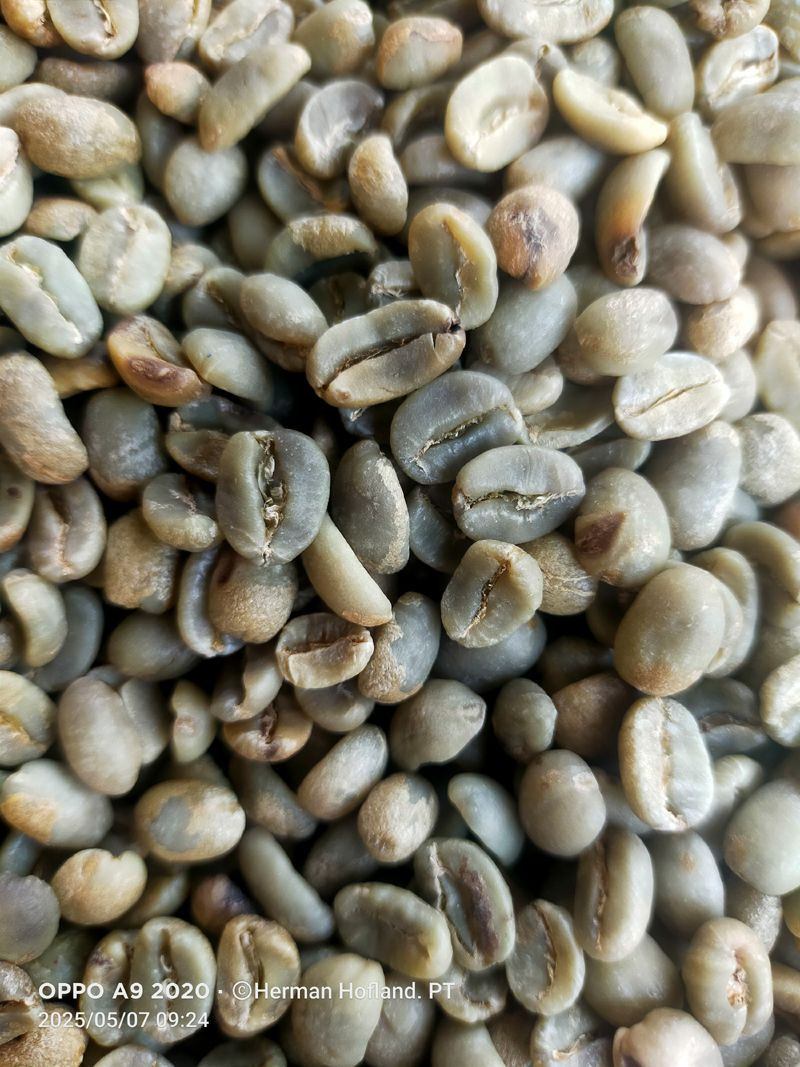 Buy Arabica Coffee Beans Full Washed from Herman Hofland. CV, Indonesia ...