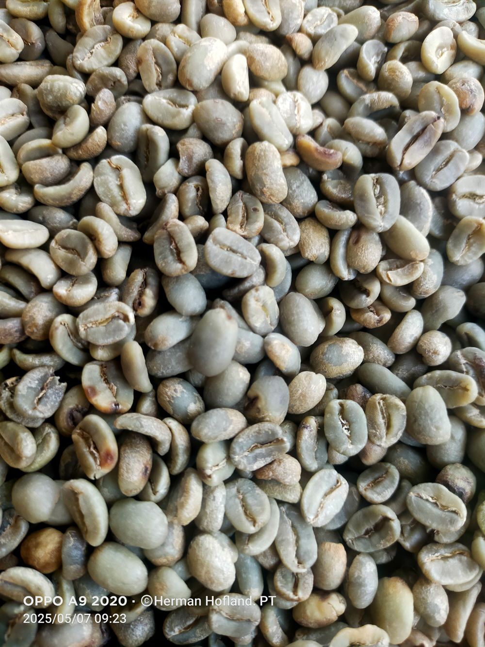 Buy Arabica Coffee Beans Full Washed from Herman Hofland. CV, Indonesia ...