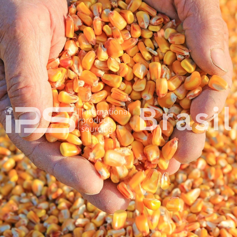 Buy Corn (yellow Maize) – Human Consumption Grade | Ips Brasil | 10,000 ...
