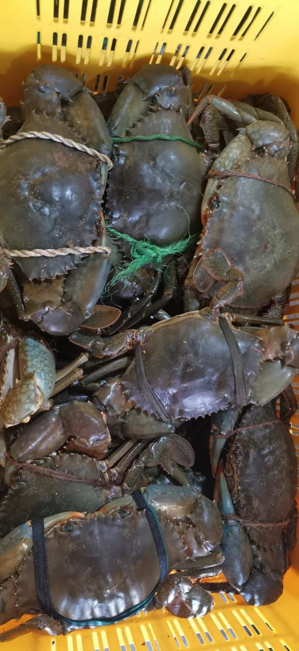 Buy Live Mud Crabs from Avid One Australia, Australia | Tradewheel.com