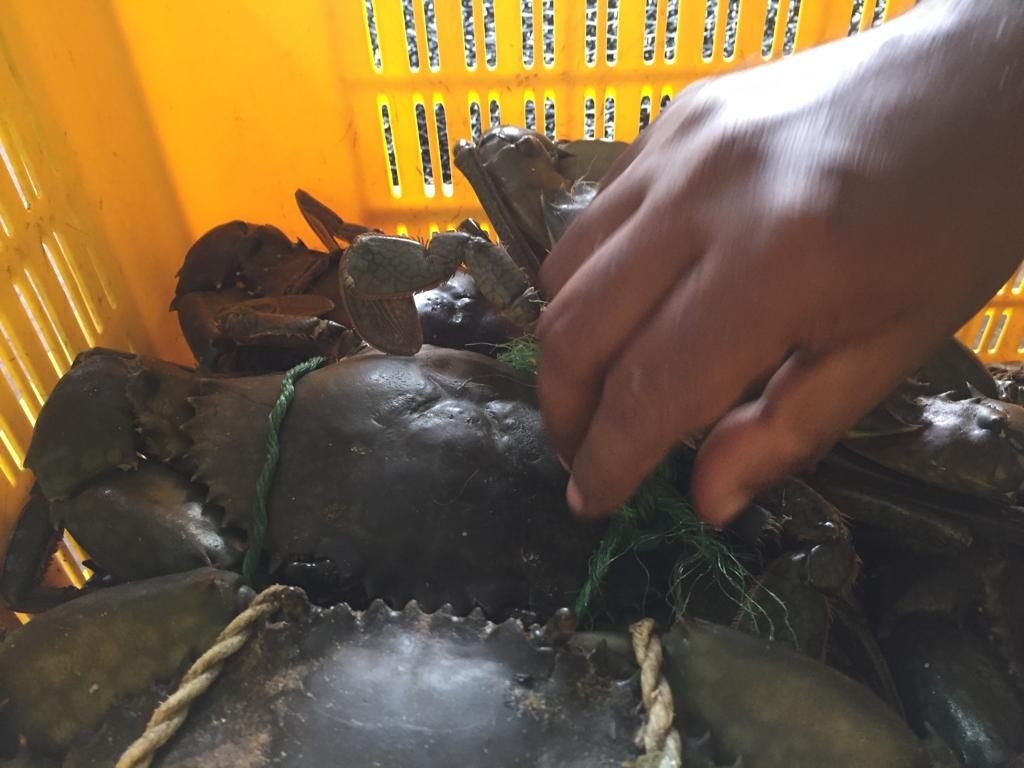 Buy Live Mud Crabs from Avid One Australia, Australia | Tradewheel.com