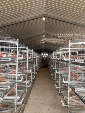 Buy Complete Automatic Pullets Rearing Animal H-type Cages System ...
