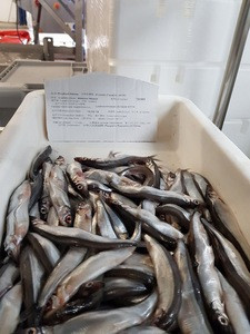 Buy Frozen Iceland Capelin / Grade A - 16% Roe, High Female % from SUBO ...
