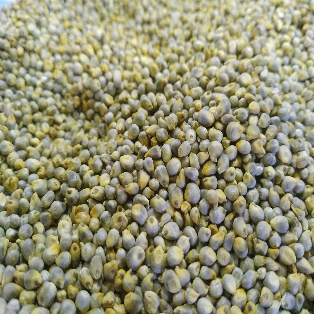 Buy Natural Raw Green Millet/ Yellow Millet/ Bajra For Human ...