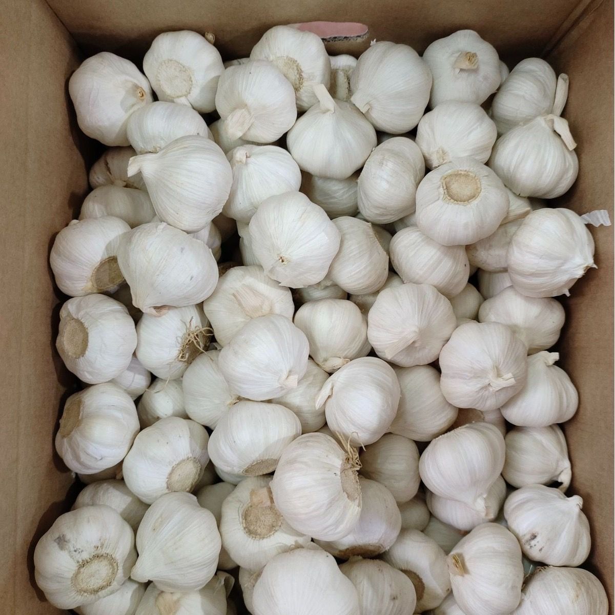 Buy Supply Export Garlic, Fresh White Garlic, Fresh Garlic, Size ...