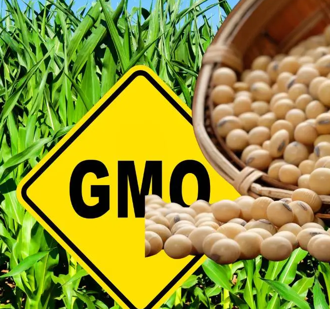 Buy Genetically Modified Soybean from Trading-X Brazil Export & Import ...