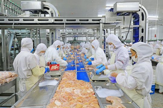 Buy Wholesale Chicken For Export And Import,frozen Chicken Exporters In ...