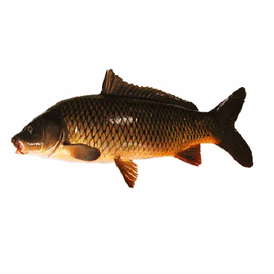 Buy Carp Fish from Qingdao Harmony Foods Co.,Ltd., China | Tradewheel.com