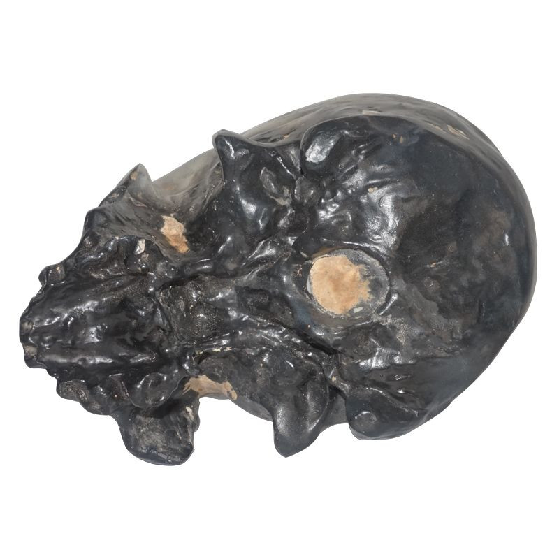Buy Plastic Life Size Skull Model Of Cro Magnon Man from ryan, China ...