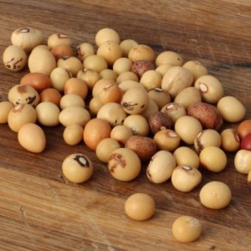 Buy Jugo Beans – Protein-rich African Legume from PLAN MULTIPLE ...