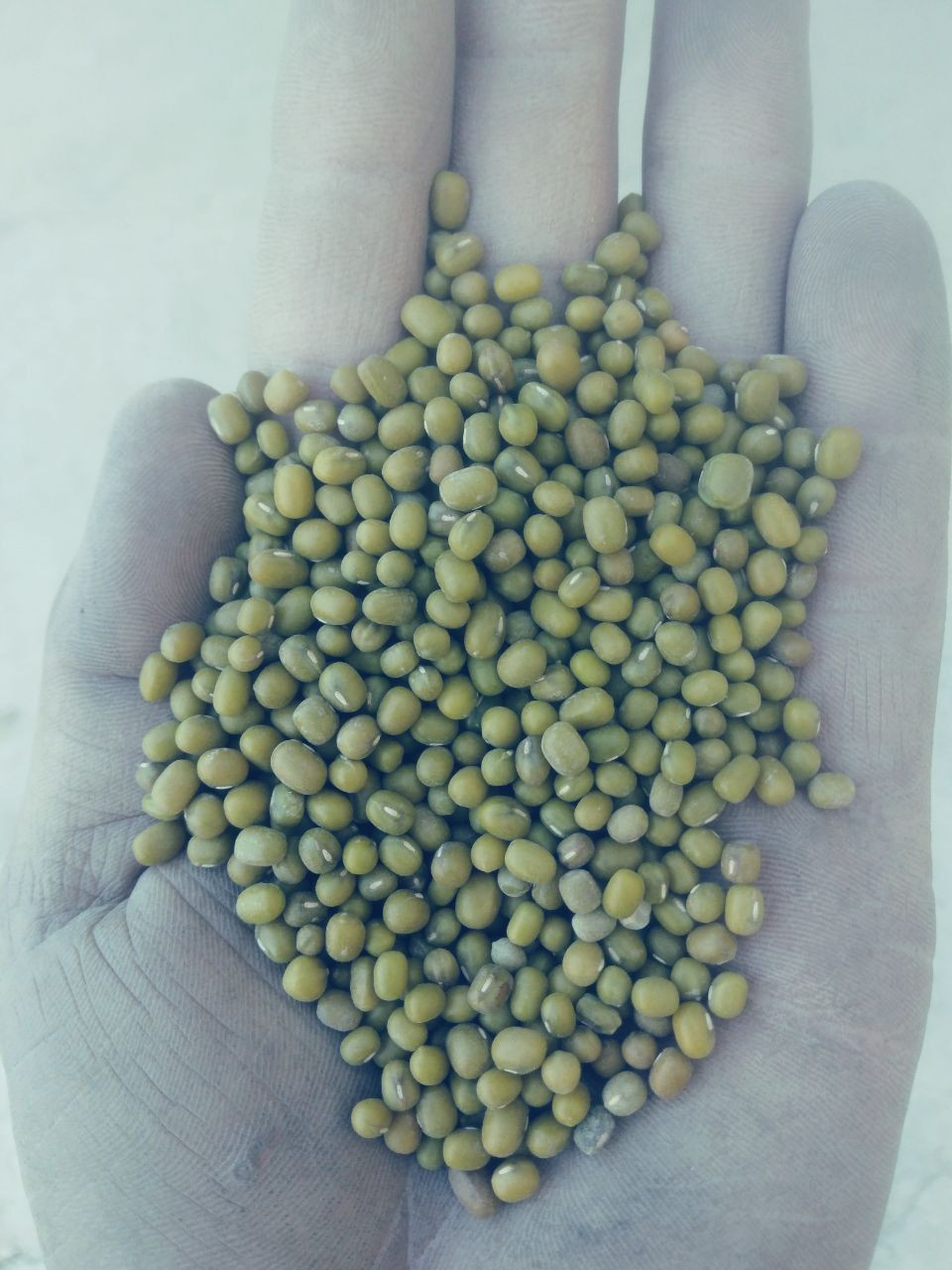 Buy Green Mung Beans from world import export trade, Uzbekistan ...