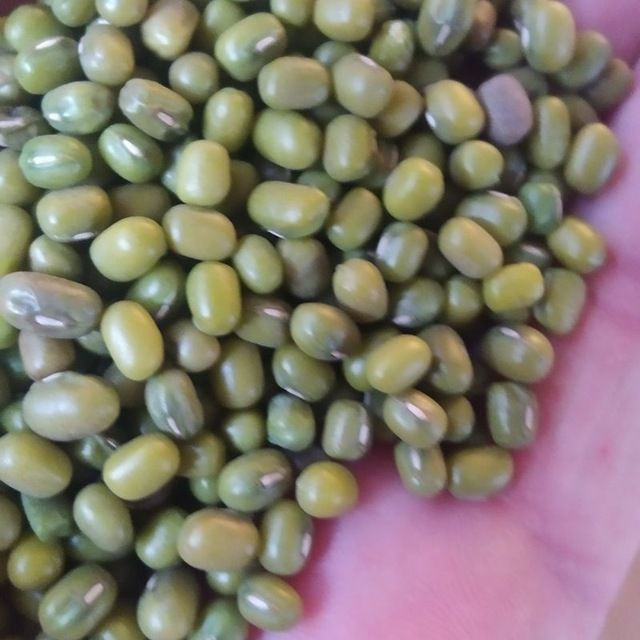Buy Green Mung Beans from world import export trade, Uzbekistan ...