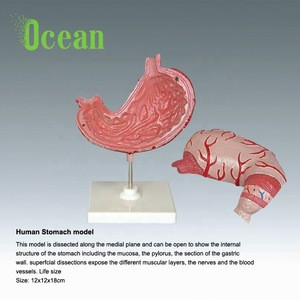 Buy Human Illustrating Anatomy Stomach Model For Teaching Medical Model ...