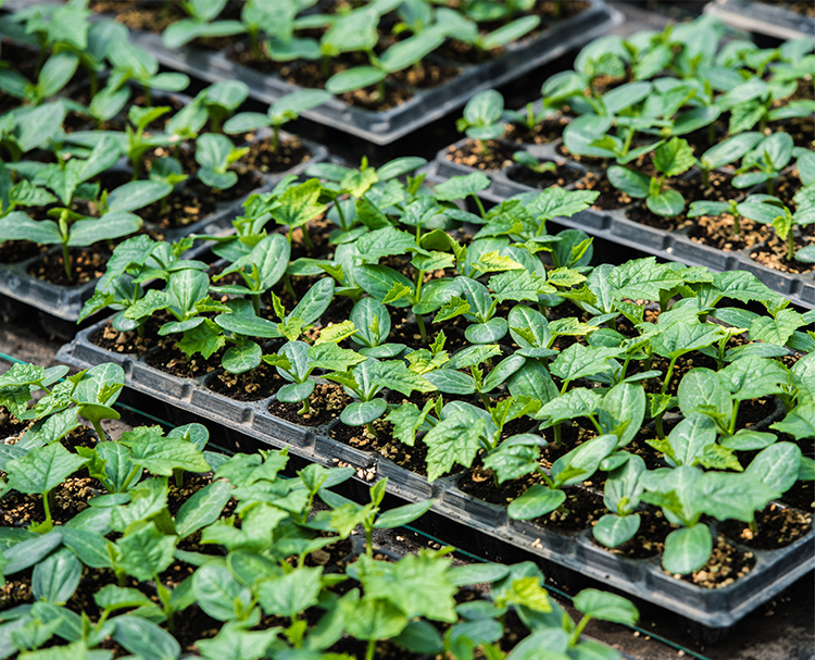 Buy Plastic Hydroponic Forestry Growing Seedling Starter Trays ...