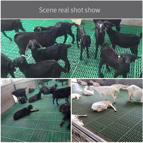 Buy Slatted Floor For Goat Farm Sheep Plastic Slat Floor Other Animal ...