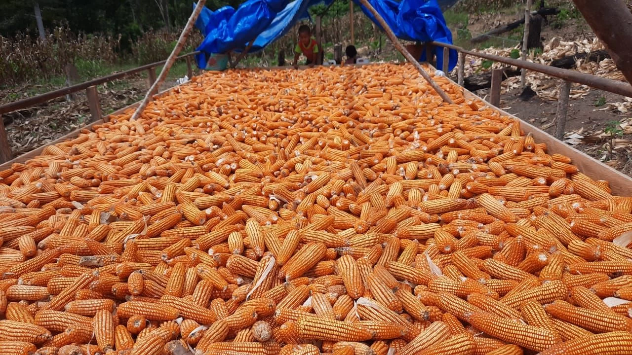 Buy Corn from CV. ANUGERAH CIPTA RAYA INDONESIA, Indonesia | Tradewheel.com