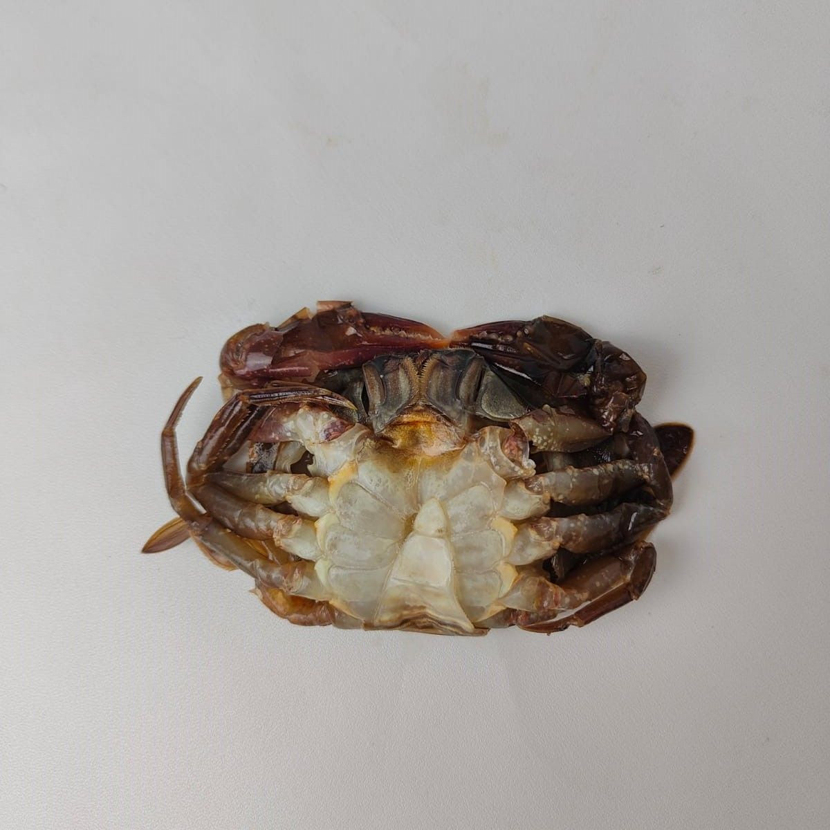 Buy Soft Shell Crab from PT. Global Trade Impex Pro, Indonesia ...