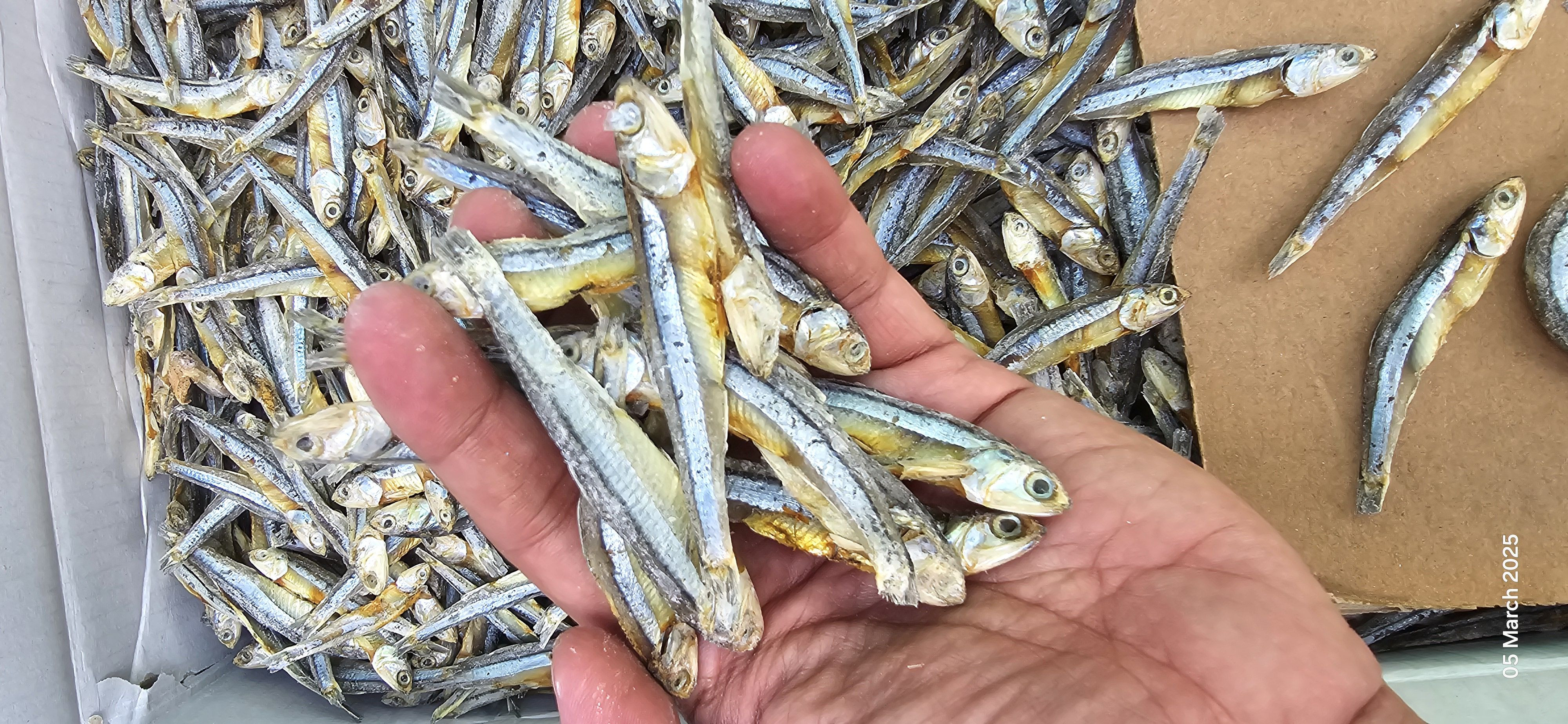 Buy Dry Fish Anchovies from Sk foodstuff trading fze, United Arab ...