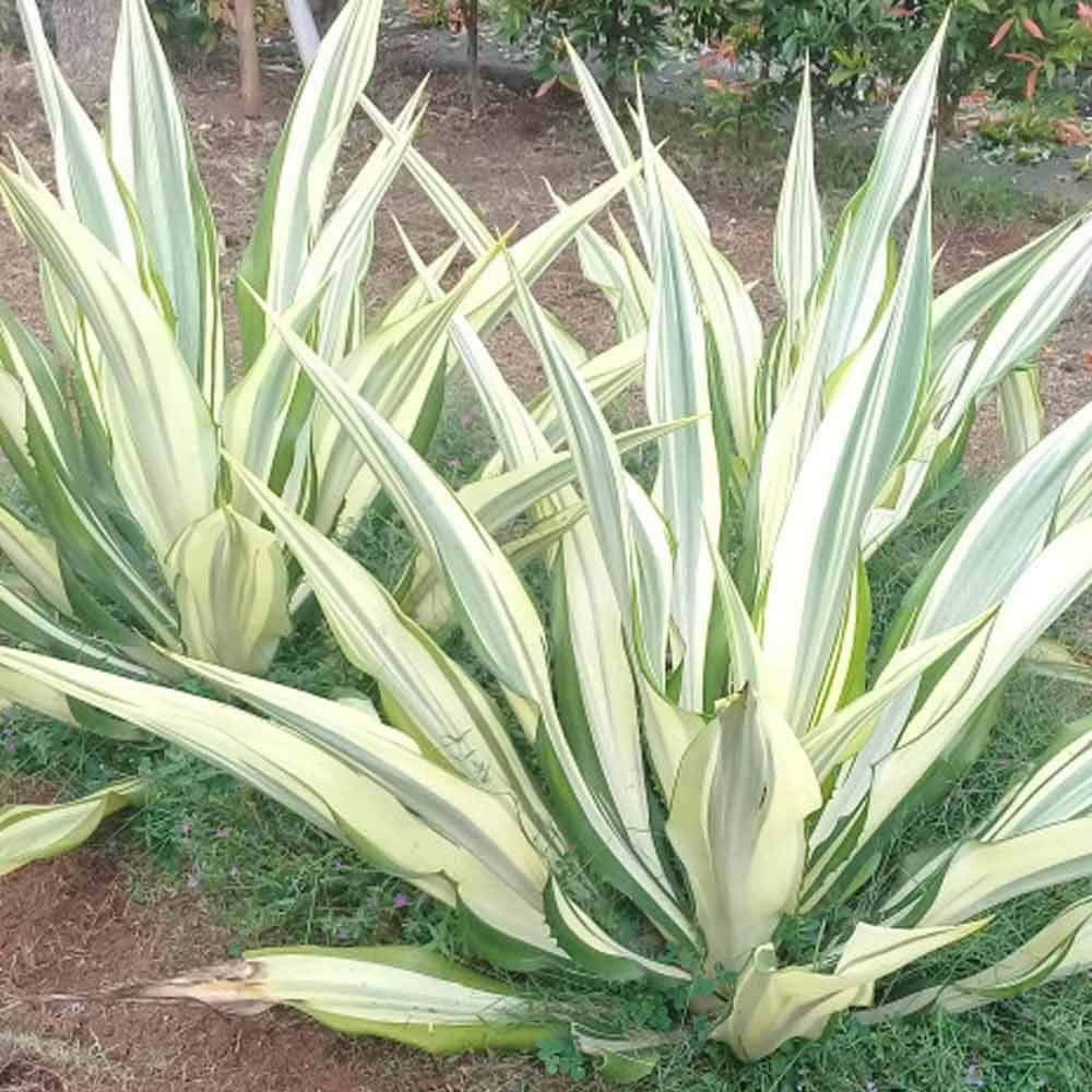 Buy Agave Furcrea Gigantea from UTR Indonesia Jaya, Indonesia | Tradewheel.com
