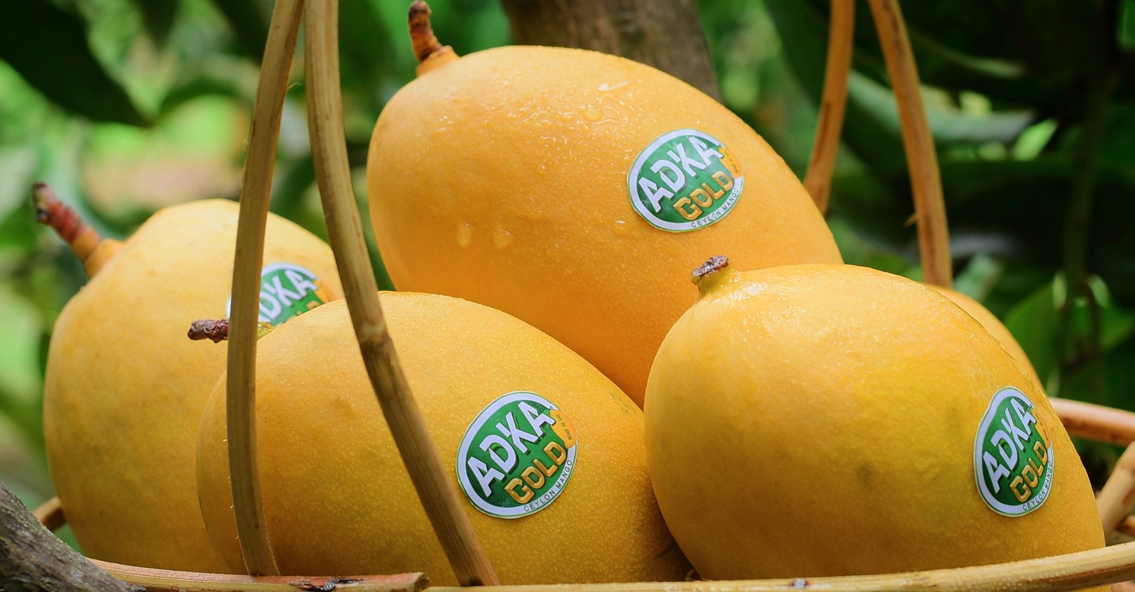 Buy Adka Ceylon Gold Mango from ADKA Ceylon, Sri Lanka | Tradewheel.com