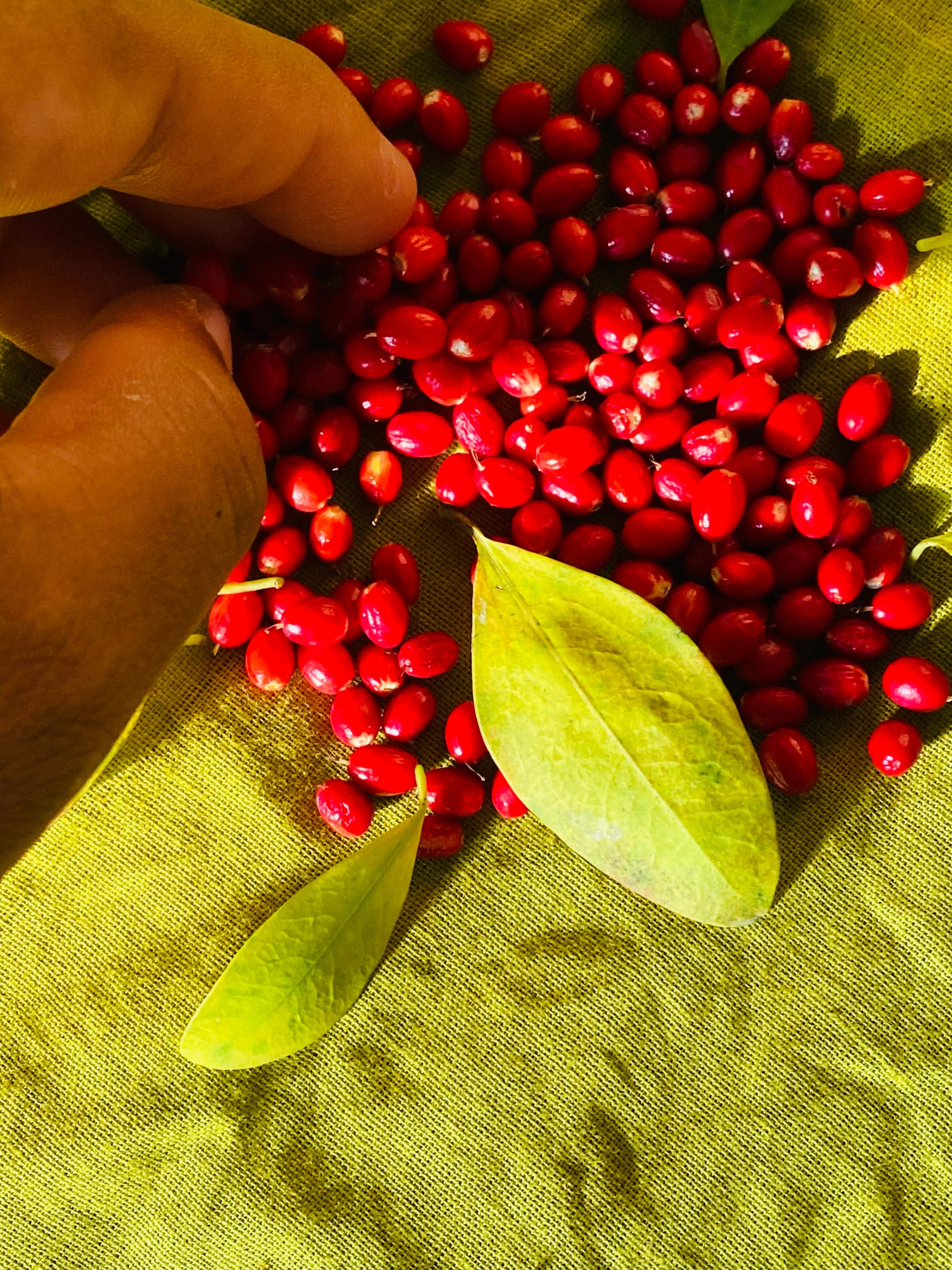 Buy Coca Seeds Tropical & Organic High Germinations from House of Bloom ...