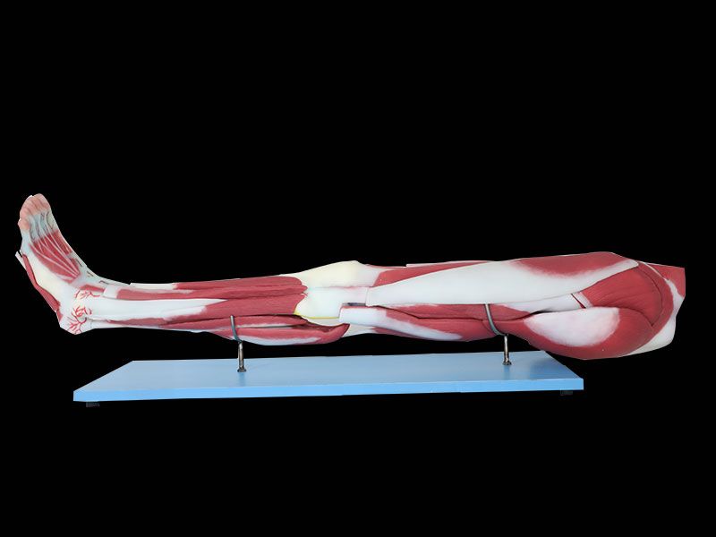 Buy Dissection Of Lower Limb Soft Silicone Anatomy Model from Zhengzhou ...