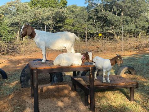 Buy Boer Goats / Saanen Goats / Anglo-nubian Goats from NK Agro Trade ...