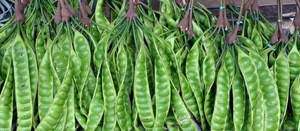 Buy Fresh Petai Bean Peeled/bitter Bean Peeled (parkia Speciosa) from ...