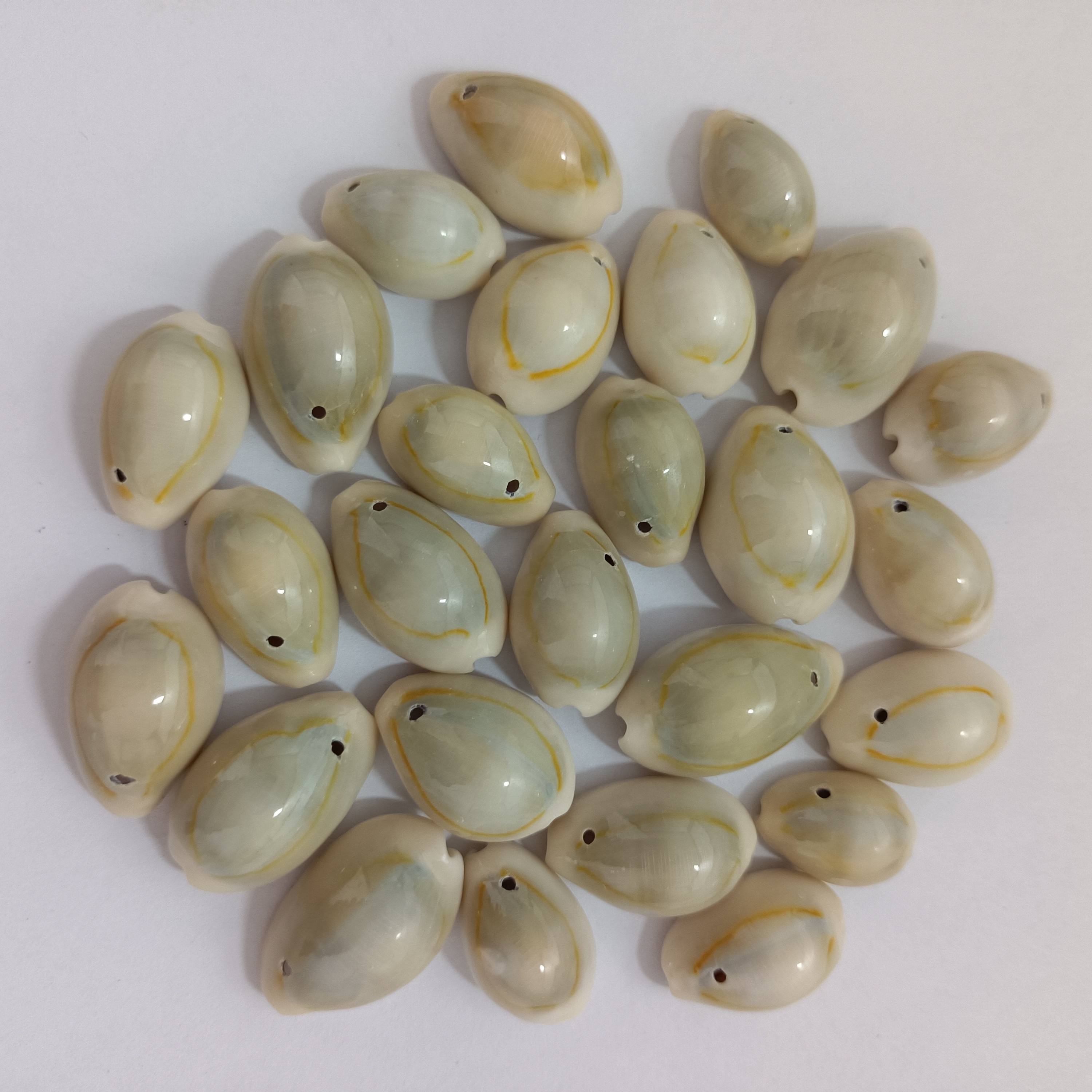 Buy Grey Cowrie Natural Sea Shells Beach Decor Craft Diy Home ...