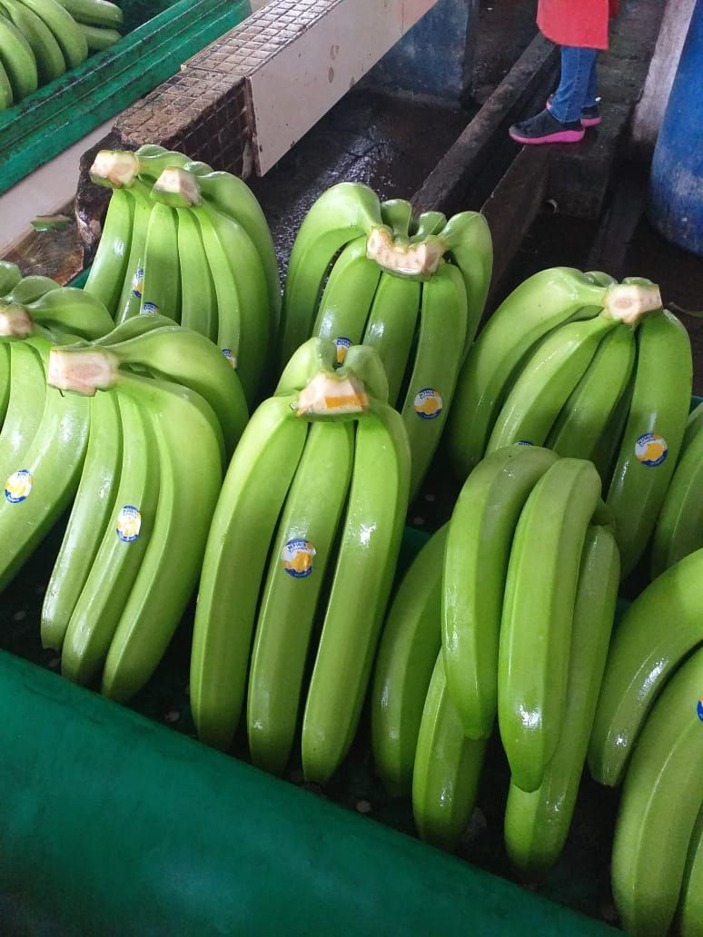 Buy Bananas, Fresh Bananas, Bananas Cavendish from Company - Sandra ...