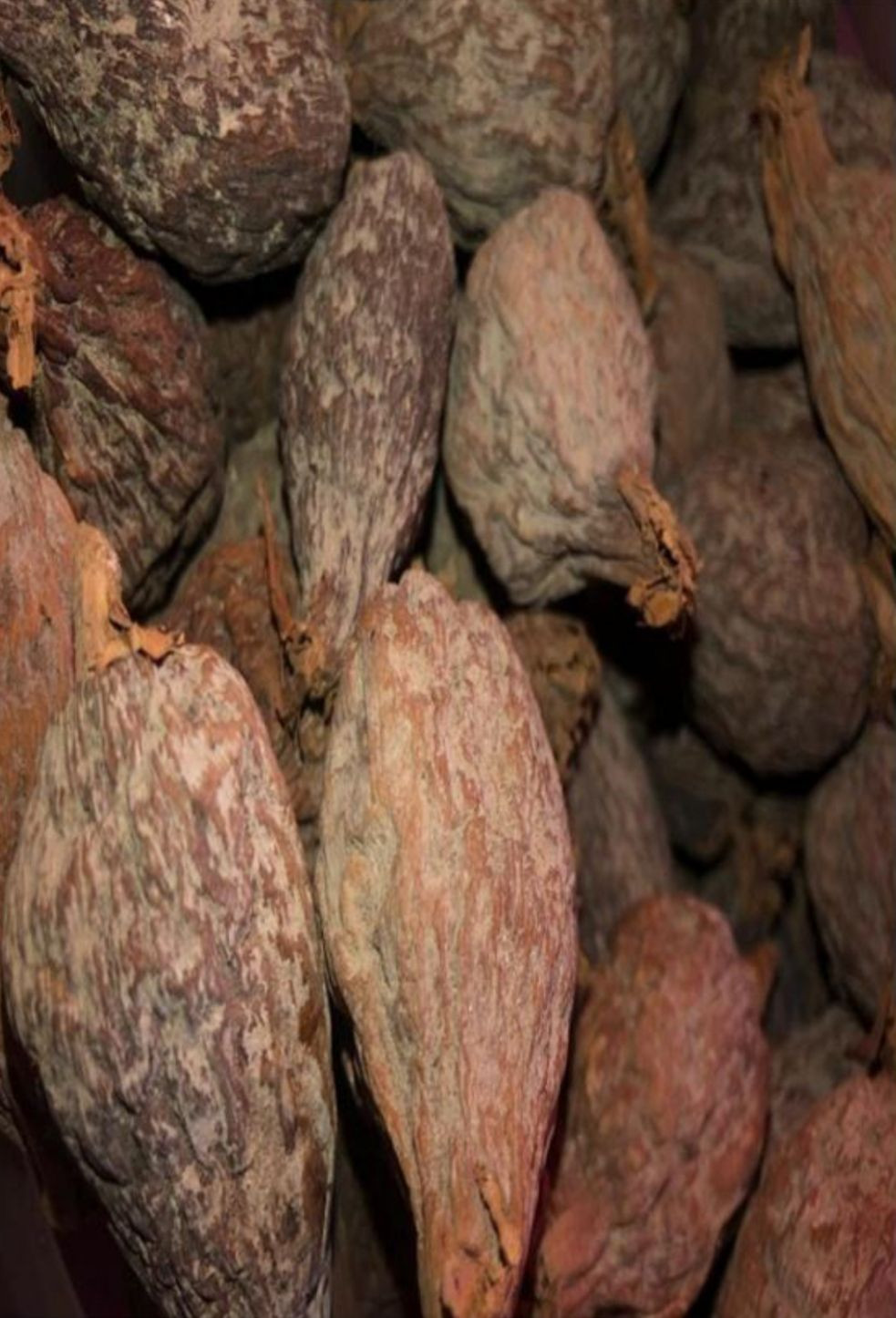 Buy Alligator Pepper from Virginland Environmental Services Ltd ...